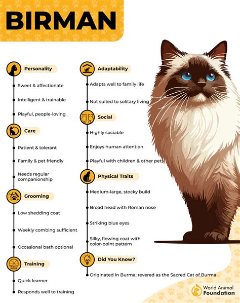 10 Cat Breeds With Relaxed Temperaments