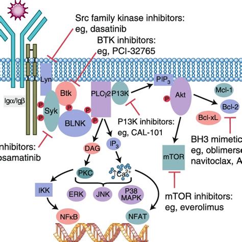Lymph Node Involved With Chronic Lymphocytic Leukemia Showing