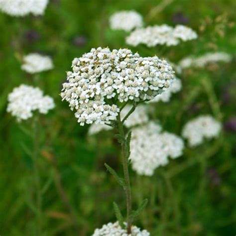 Yarrow Plant