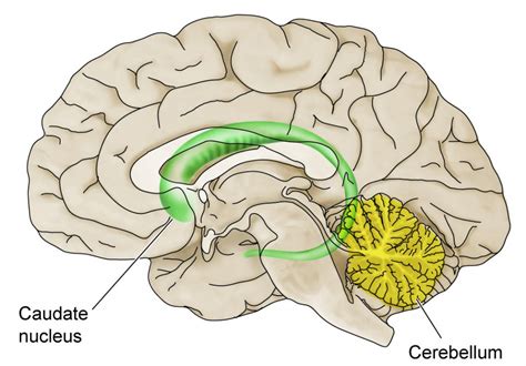 Brain Regions Important In Neuropsychological Effects Of Prenatal