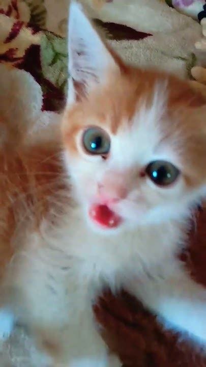 бем бем 😅😺🥰💖😻 Youtube