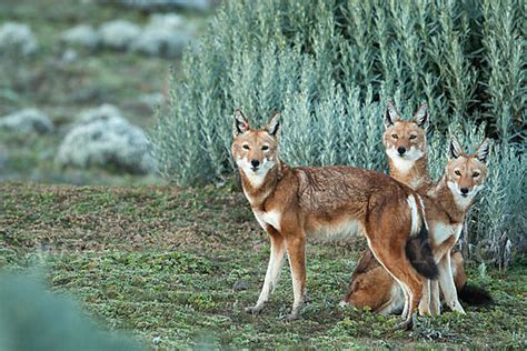 Äthiopischer Wolf Canis Simensis Aus Säugetiere P38464 Fokus Natur De