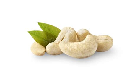 Cashew Nuts With Leaves Isolated On White Background Stock Image