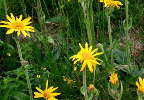 Arnica Wikipedia