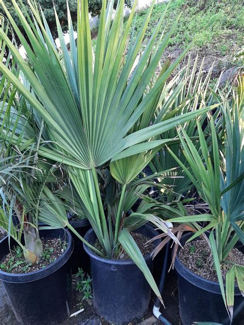 Sabal Mauritiformis 15 Gallon For Sale Palmtalk