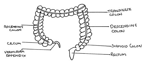 Solved Visualize Draw A Sketch Of The Large Intestine And Label The