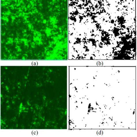 Representative Fluorescence And Binary Images Image J 153 Nih Usa