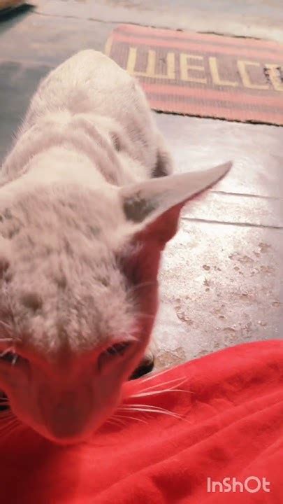 வெள்ளையன் ஊர் சுத்தி அழகு பிள்ளை 😄 Cat Catvideos Trending Funny Catfunny Funnycatvideos