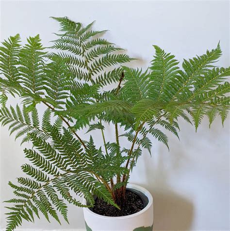 Cyathea Cooperi Australian Tree Fern 25cm Pot Plantsmith Indoor