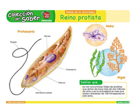 Biología Ejemplos De Protistas