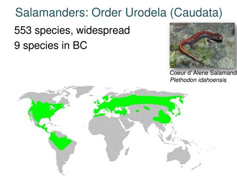 Ppt Amphibians I Powerpoint Presentation Free Download Id2341695