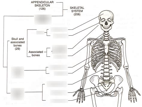 Axial Skeleton Diagram Quizlet