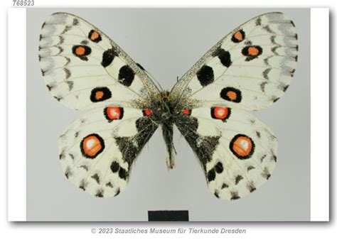 Parnassius Nomion Nomius Type Specimens