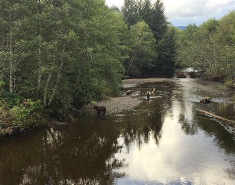 Spasski River Valley Wildlife And Bear Search Pso Shore Excursions