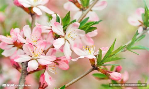 春日绽放的粉嫩桃花枝摄影图花草生物世界摄影图库昵图网
