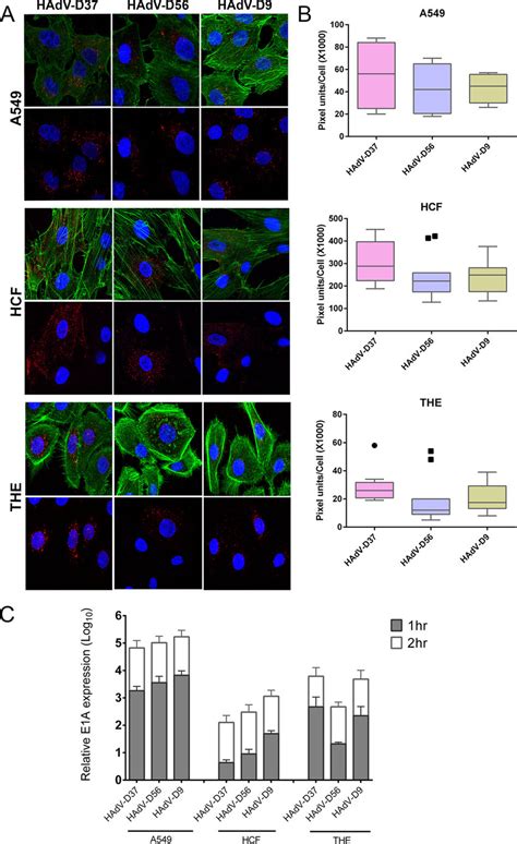 Cellular Entry And Virus Gene Expression A Comparison Of Infection