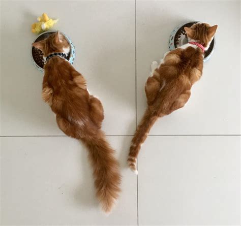 Fluffy Butts Leroy And Bruno Munching Away Together Ft Monsieur Duckie R Cats