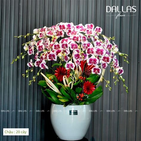 Chậu Lan Hồ Điệp Đột Biến 20 Cành Đ20 Đb101 Dallas Flower