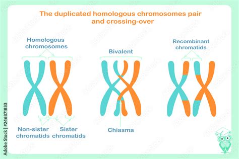 Which Homologous Chromosomes Pairs
