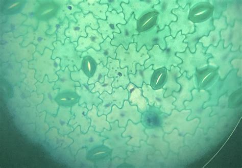 Plant Stomata Microscope Natural Microscopic Preparation Tissue Plant
