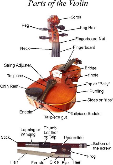 1000 Images About Parts Of The Violin On Pinterest English Violin Parts And Violin Bow