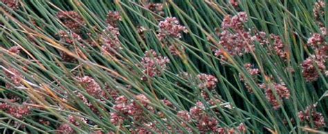 Juncus Blue Rush Spreading Rush Juncus Patens Carmans Grey