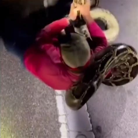 অজগর🔥🔥pythons🚀🚀🔥🔥 Youtube