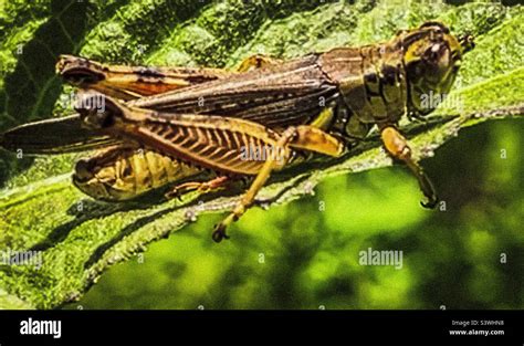 A Grasshopper Taking It Easy Resting Gently On A Green Leaf In The Woods Of South Georgia Stock