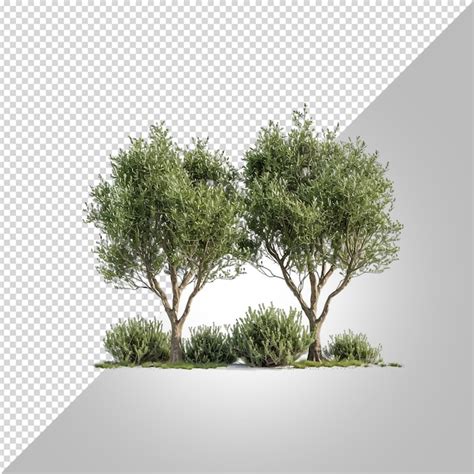 Premium Psd Olive Tree Varieties