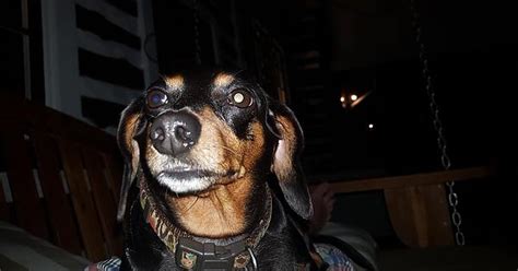 Fat Daggo Album On Imgur