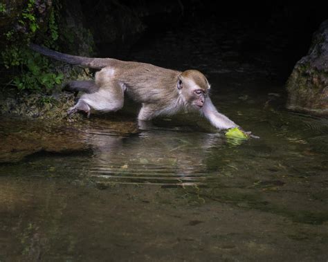 Reach For It Java Macaque Photograph By Mitch Spence Fine Art America