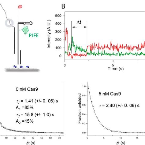 Cas9 Enhances Sgrna Folding Kinetics Cas9 Removes Slow Folding Sgrna