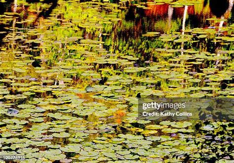 73 Stock Fotos Und Hochauflösende Bilder Zu Kathy Deep Getty Images