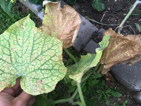 Cucumber Blight May Not Be The End Of Your Cucumbers