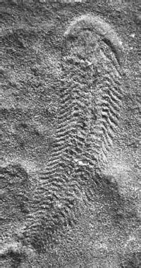 Ediacaran Period Definition Biota And Facts Britannica