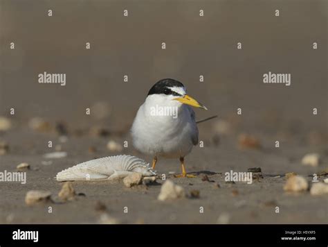 Least Tern Sterna Antillarum Adult With Sea Shell Port Isabel