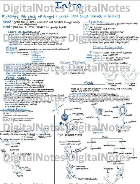 Medical Laboratory Science Mycology Digital Notes Etsy