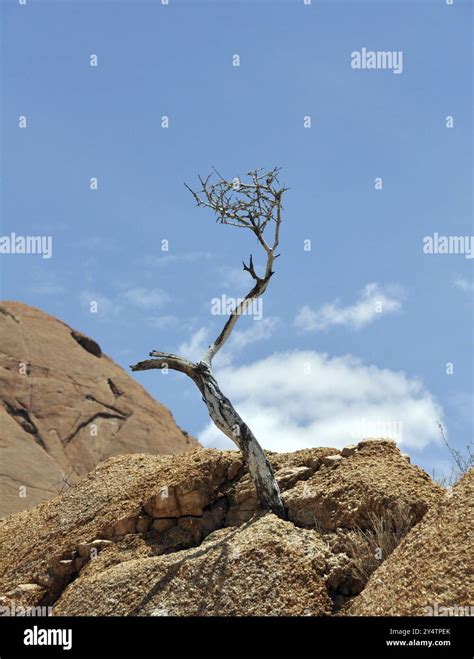 A Tree Growing From A Rock In The Namib Desert The Oldest Desert In