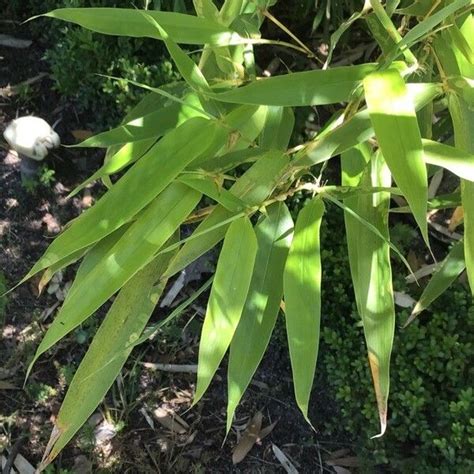 Bamboo Phyllostachys Reticulata Plant Care And How To Grow Water