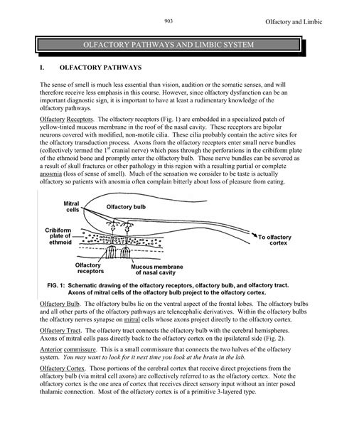 Olfactory Pathways And Limbic System Docslib