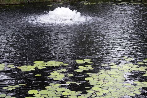 Lillies 2 By Cairn73 On Deviantart
