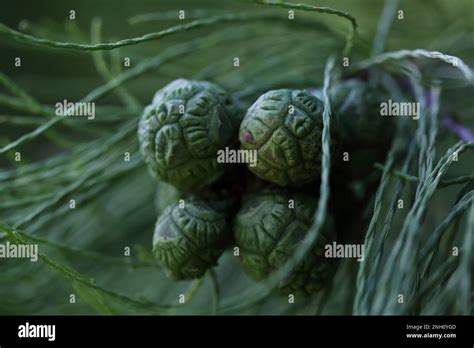 Giant Redwood Tree Cones Hi Res Stock Photography And Images Alamy
