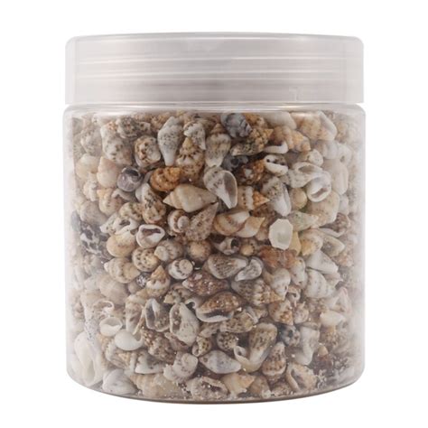 About 1300 1500 Tiny Sea Shell Ocean Beach Spiral Grandado