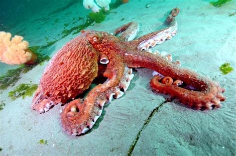Giant Pacific Octopus Facts Habitat Diet Life Cycle Pictures