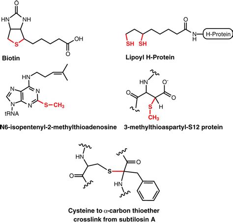 The Biosynthesis Of Thiol And Thioether Containing Cofactors And