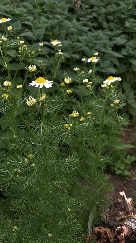 Its Time To Plant Feverfew — Calico And Twine