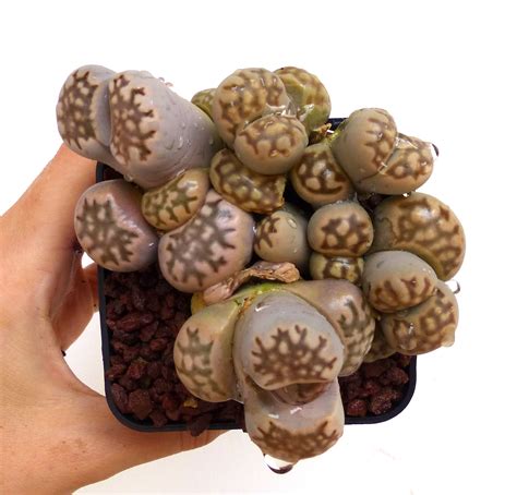Lithops Julii Seeds Unique Living Stones For Your Collection