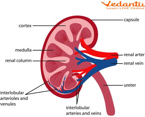 Urinary System Diagram Worksheet At Elizabeth Knowles Blog