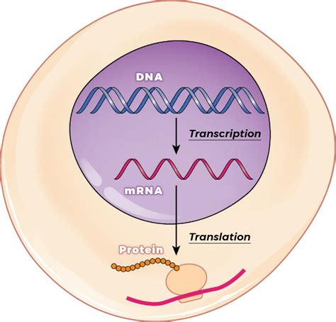 Analyzing Tumor Rna To Improve Cancer Precision Medicine National Cancer Institute