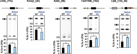 The Splicing Regulator Rbfox2 Is Required For Both Cerebellar Development And Mature Motor Function